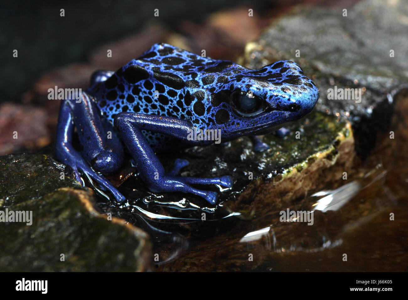 animal frog blue mouth eyes crouch creature amphibians put sitting sit ...