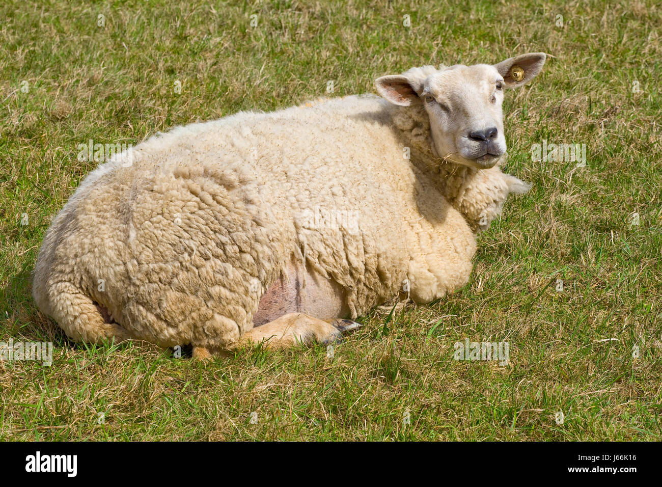 mammal sheep farm animal ewe animal mammal lie lying lies sheep sheep ...