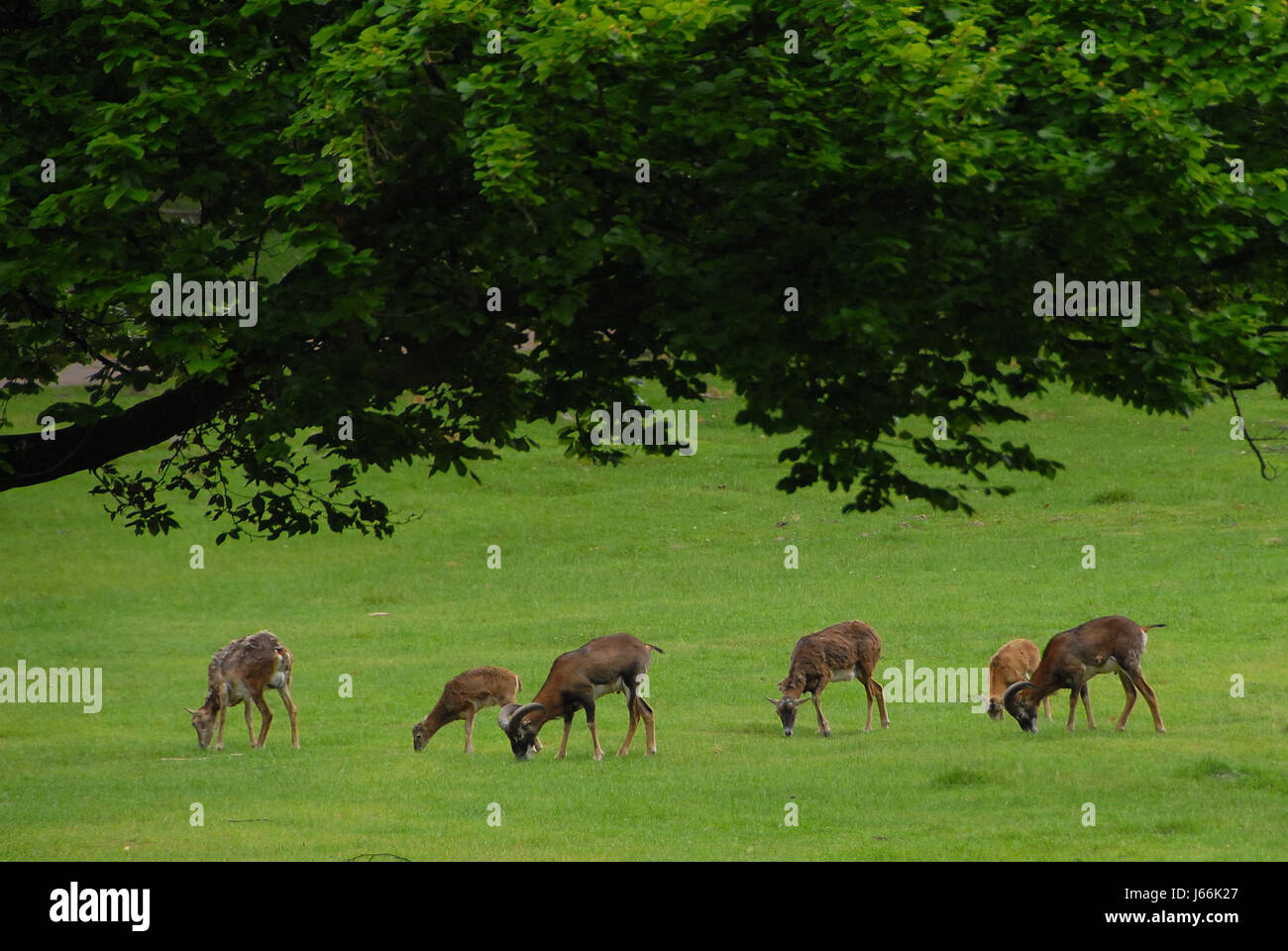 wild animals roedeer pfalz nature animal wild animals roedeer glade ...