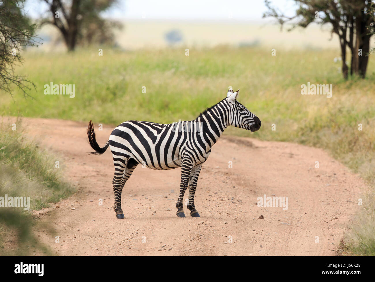 Zebra stallion hi-res stock photography and images - Alamy