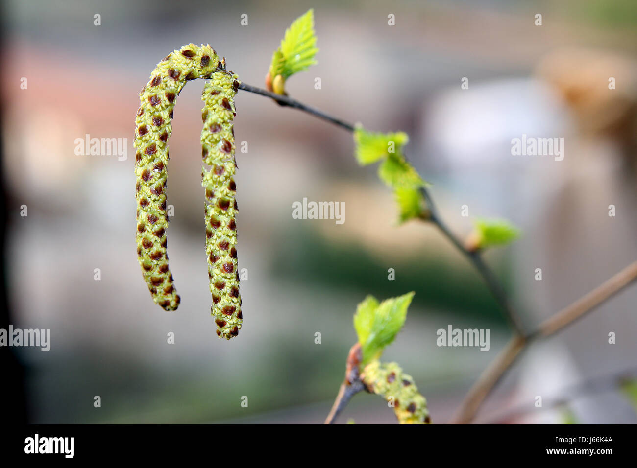 birches spring pollen birch allergy tree trees birches bushes branches ...