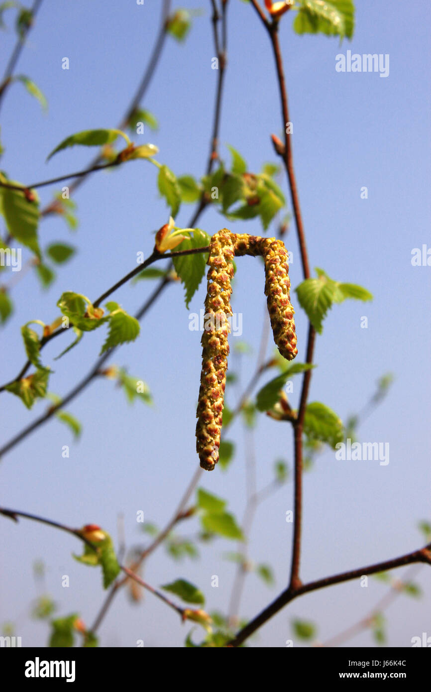 birches spring pollen birch allergy tree trees birches bushes branches ...