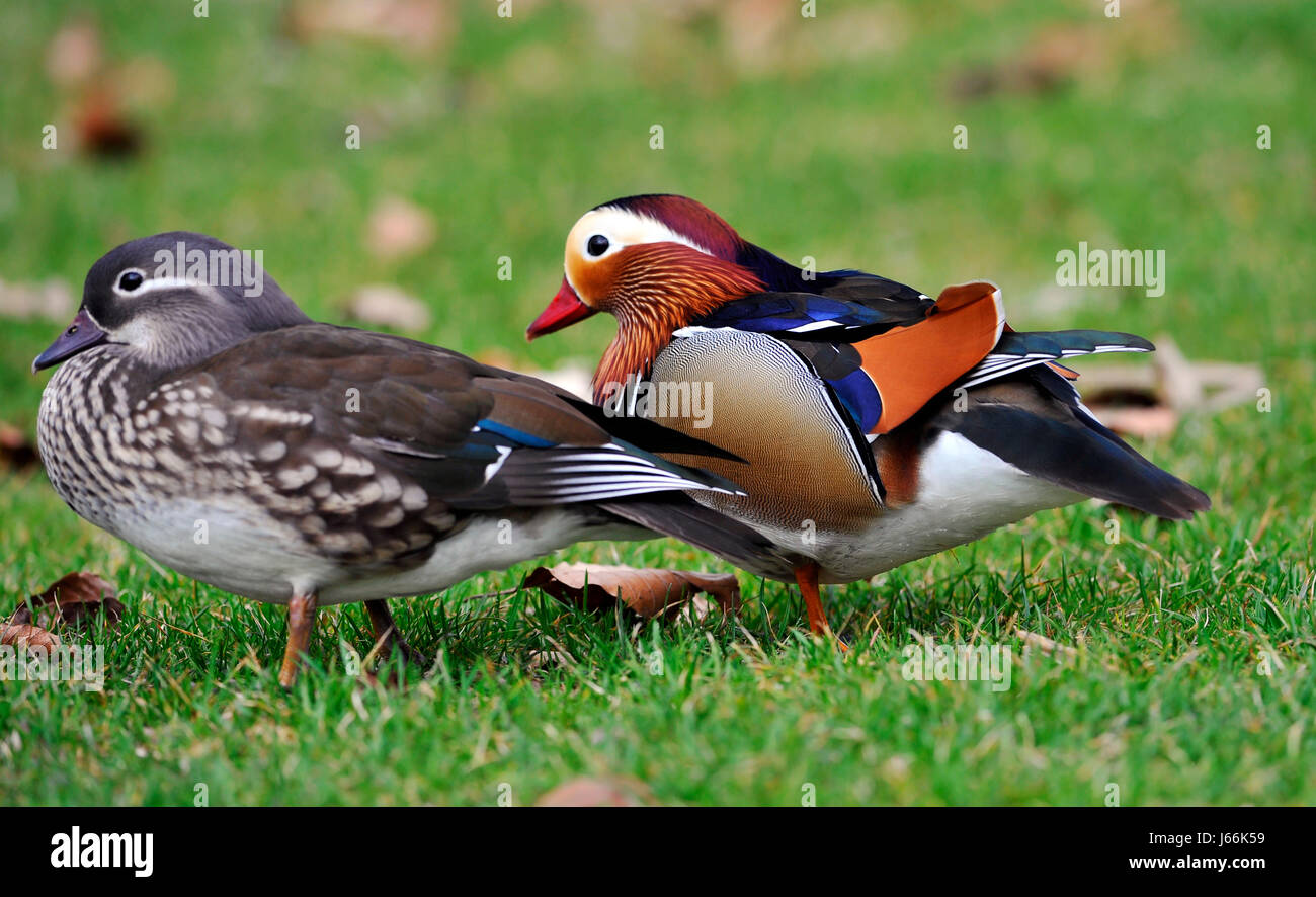 coloured colourful gorgeous multifarious richly coloured duck drake ...
