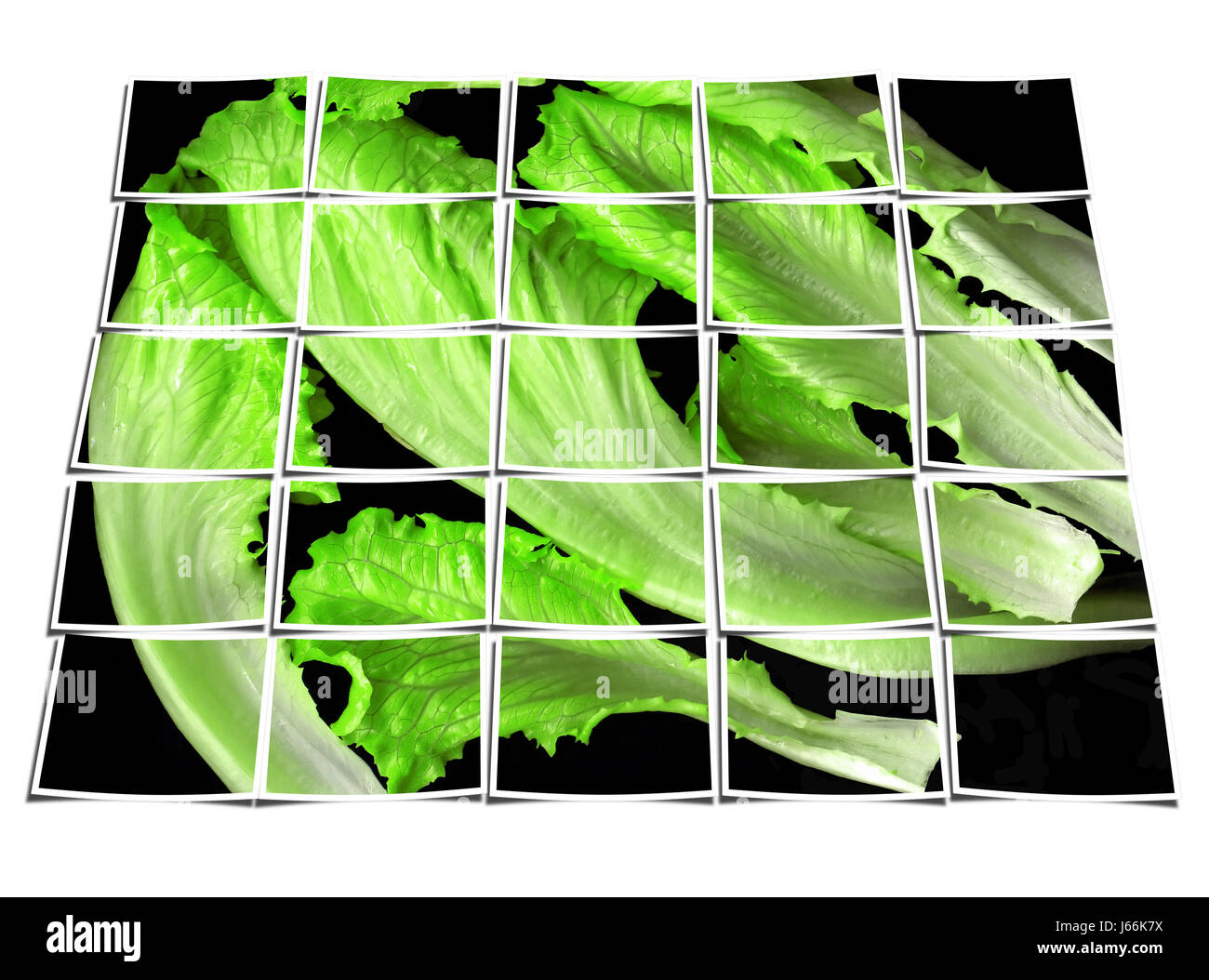 abstract lettuce multiple composite lawn green salad plant leaf ...