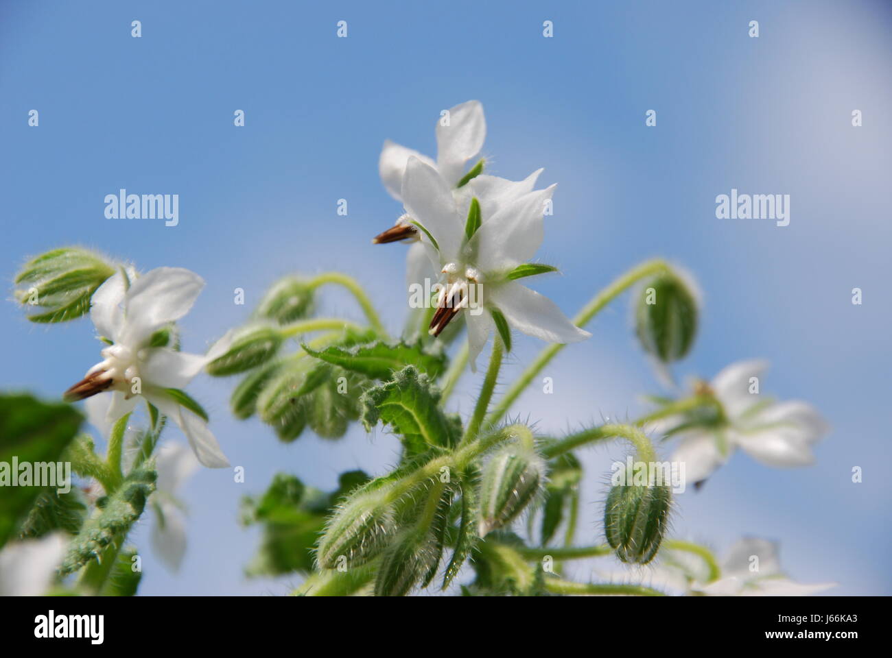 white borage (borago officinalis Stock Photo - Alamy