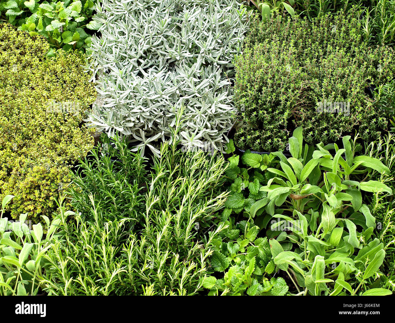 sage culinary herbs herbs green kitchen cuisine boil cooks boiling ...