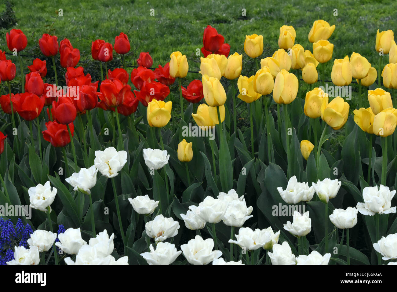 tulips at the botanic garden in early spring Stock Photo - Alamy
