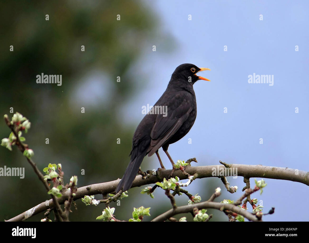 Chant of birds hi-res stock photography and images - Alamy