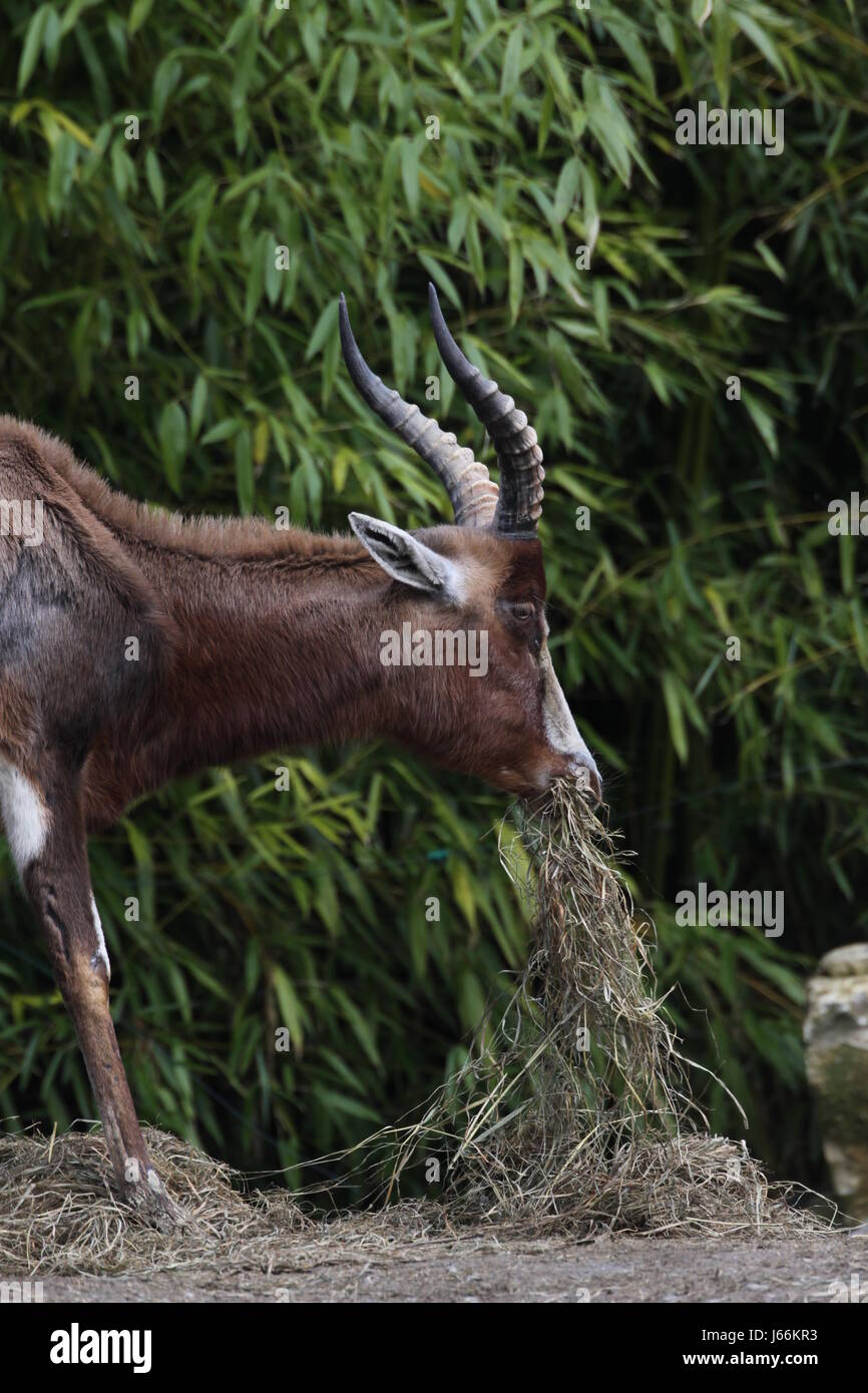 antelope woman animal mammal africa cornets antelope african Stock ...