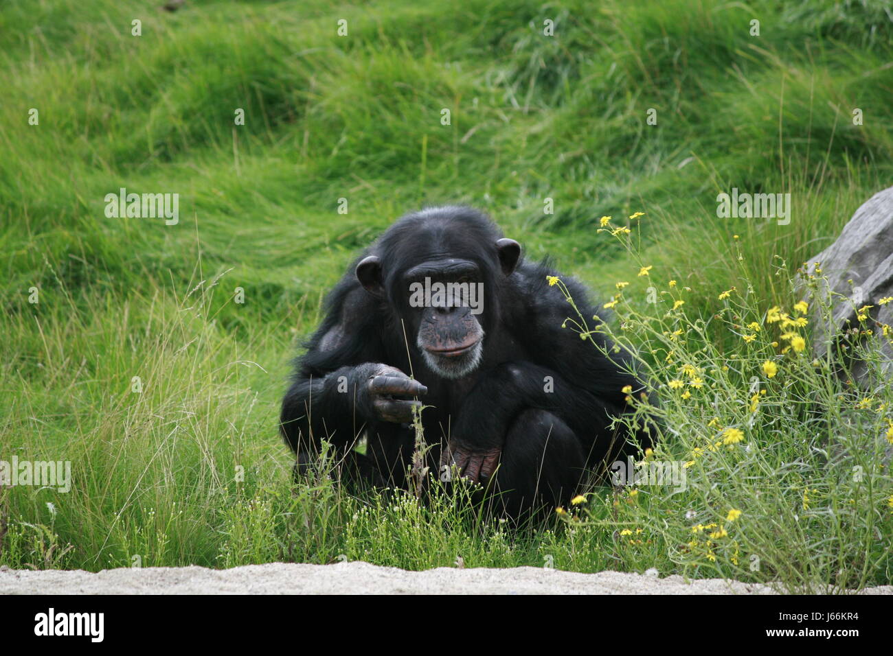 africa monkey chimpanzee anthropoid africa monkey chimpanzee anthropoid ...