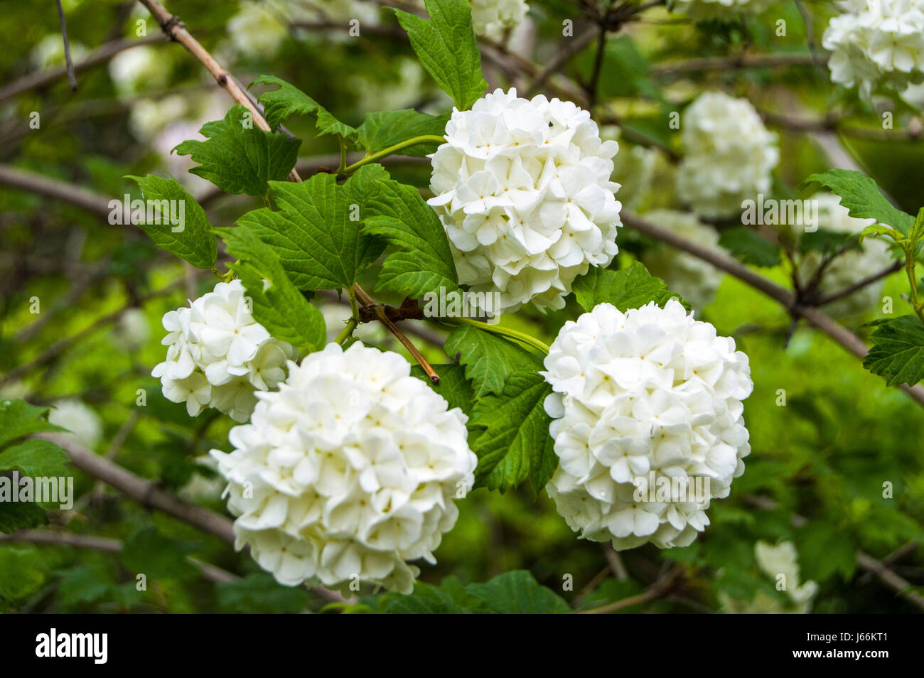 The snowball tree that opens the flowers of the spring, and the white ...