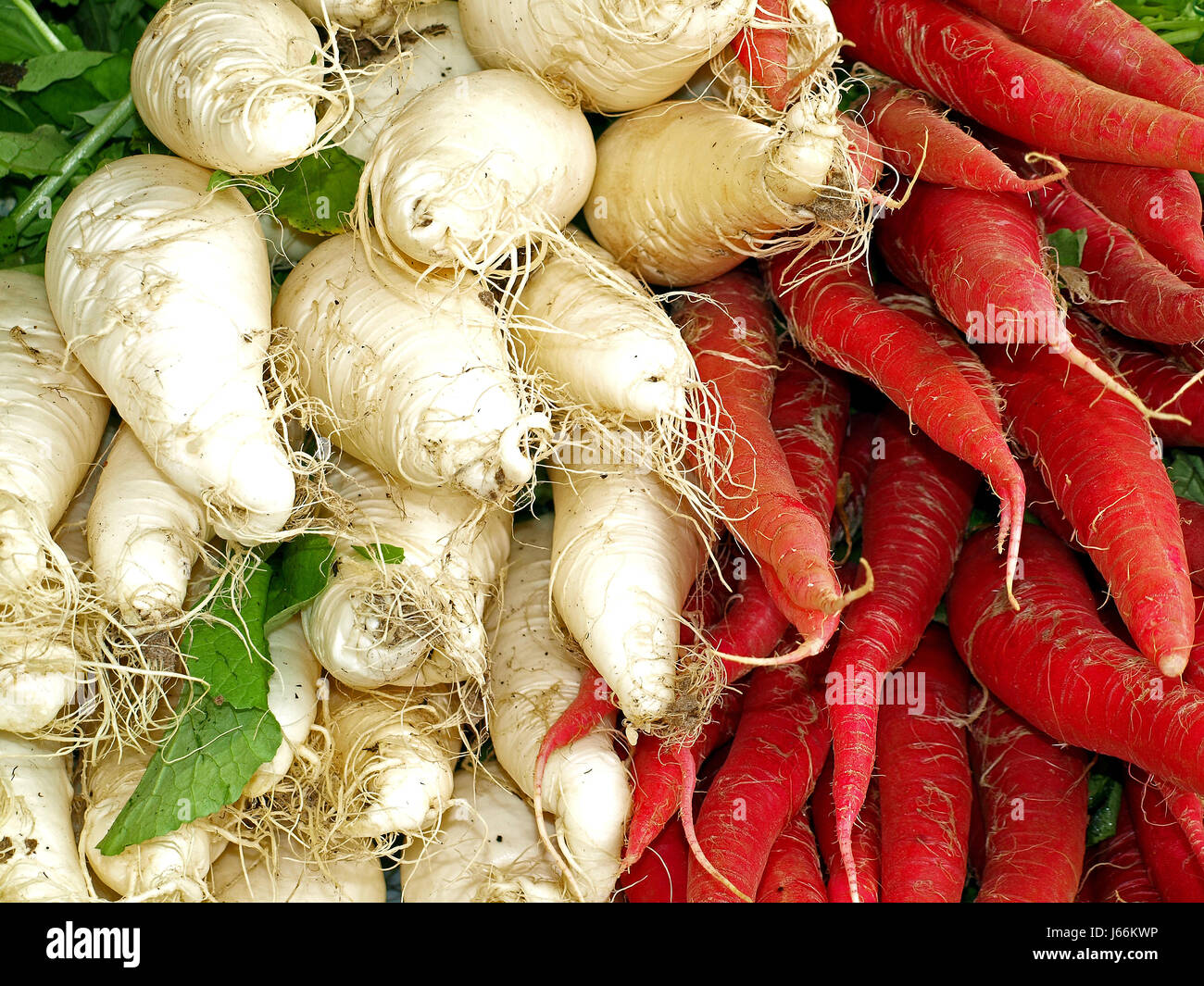 vegetable tap radish blank european caucasian hairy vegetable tap juicy ...