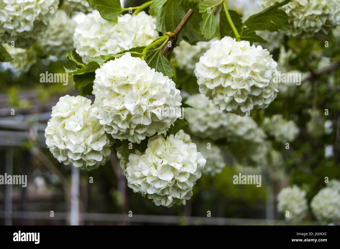 The snowball tree that opens the flowers of the spring, and the white ...