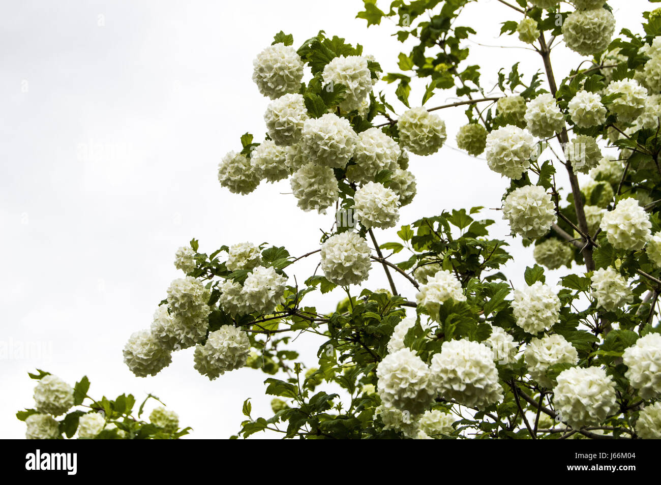 The snowball tree that opens the flowers of the spring, and the white ...