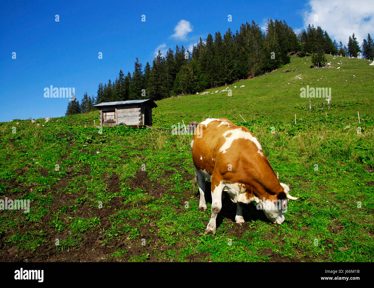 alps cow farm meadow grass lawn green blue mountains agriculture ...