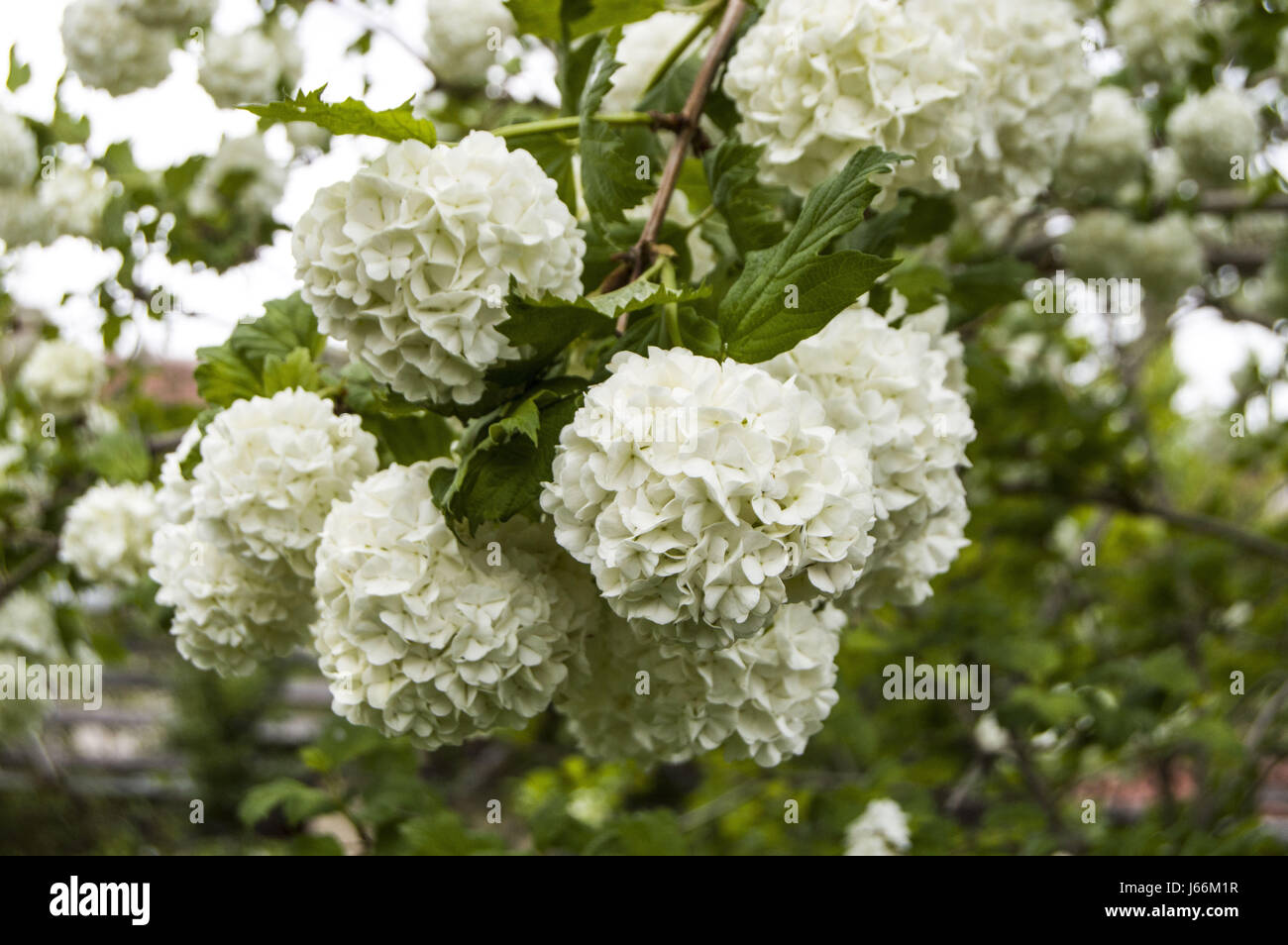 The snowball tree that opens the flowers of the spring, and the white ...