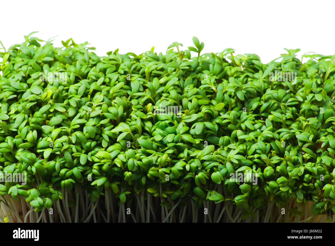 Modern cress hi-res stock photography and images - Alamy