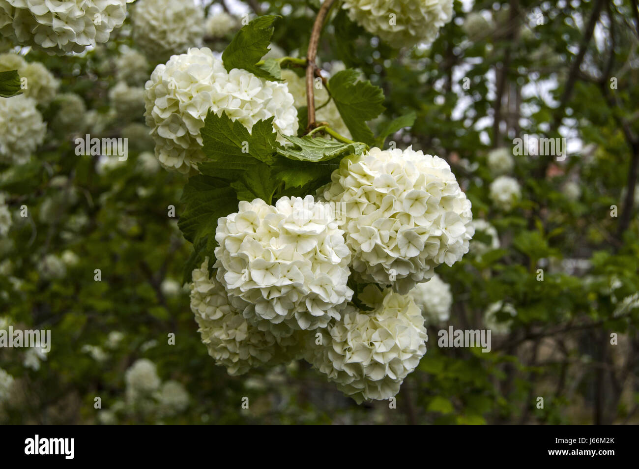 The snowball tree that opens the flowers of the spring, and the white ...