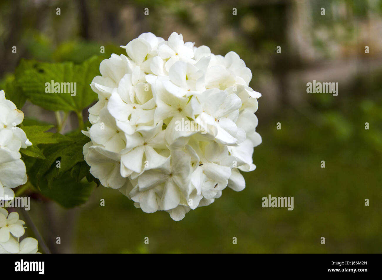 The snowball tree that opens the flowers of the spring, and the white ...