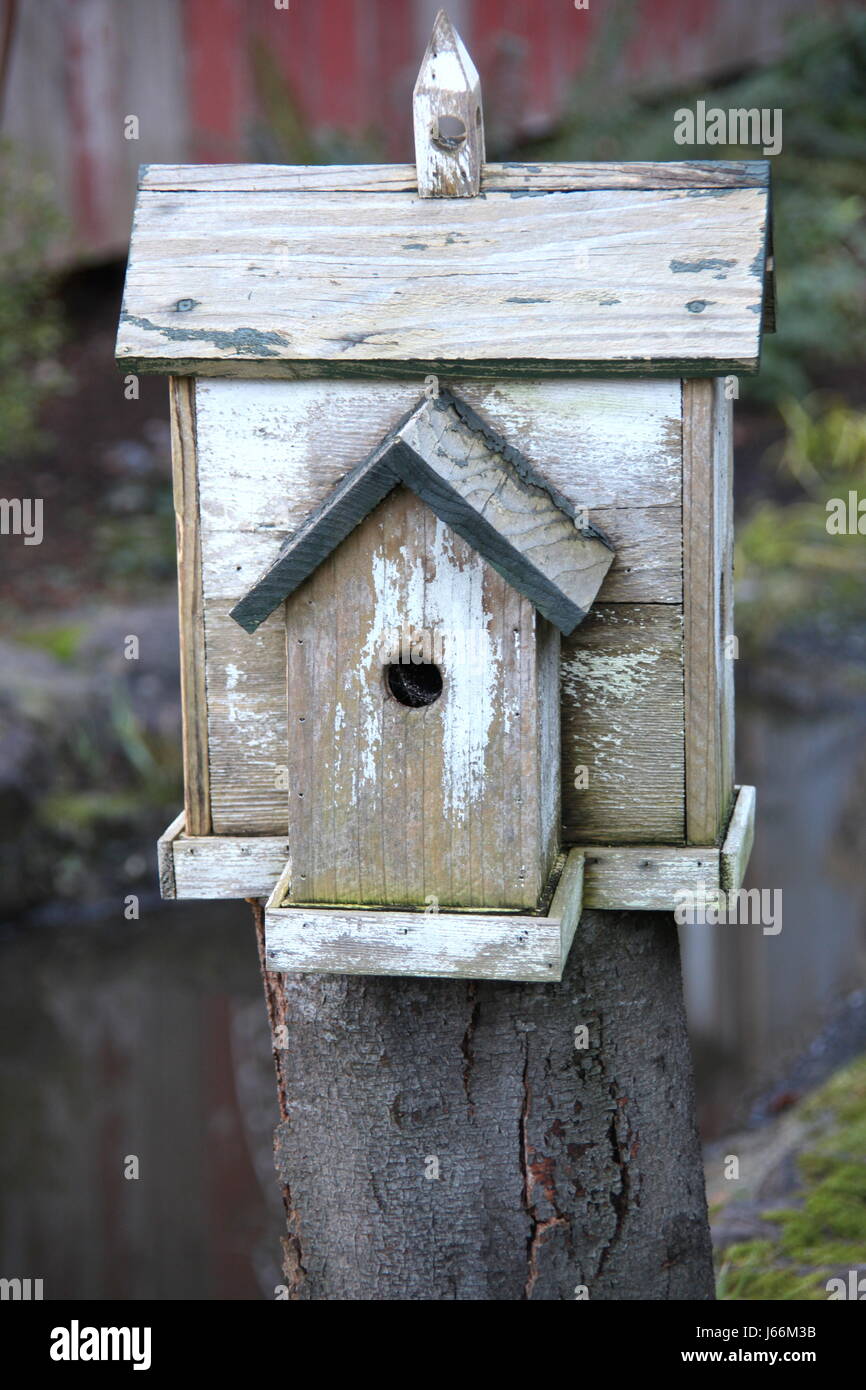 house building bird nest feed wooden eating eat eats fly flies flys ...