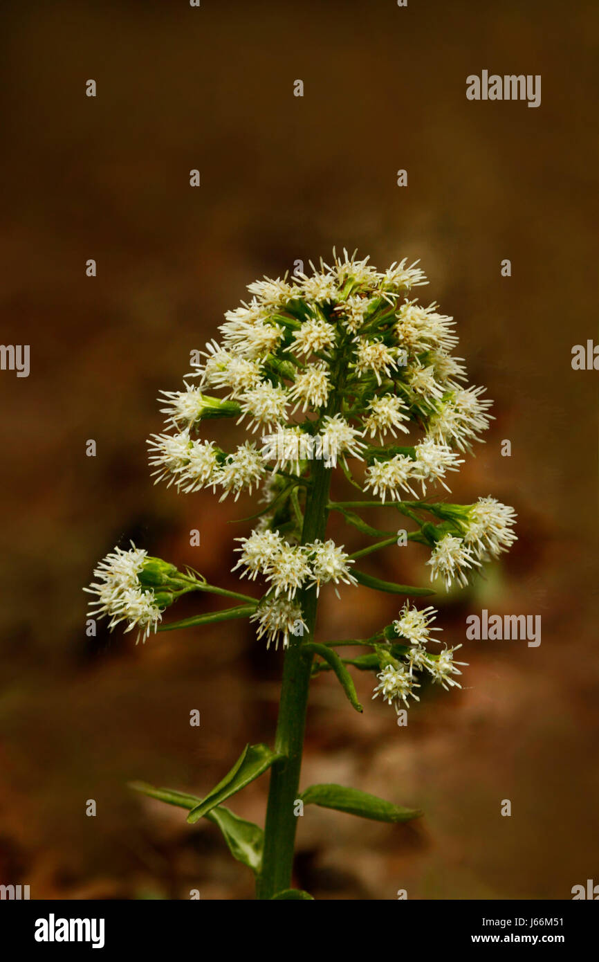 bloom blossom flourish flourishing plant native bloom blossom flourish ...