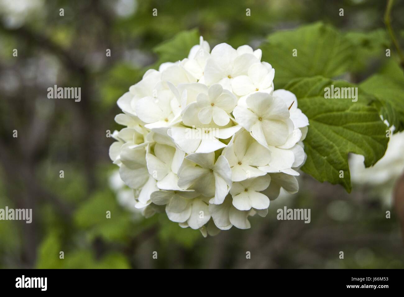 The snowball tree that opens the flowers of the spring, and the white ...