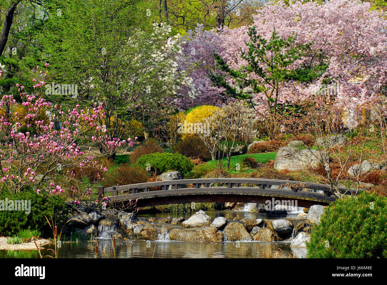 tree trees bridge flower flowers plant bushes spring bloom blossom ...