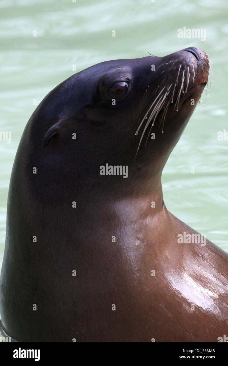 seal sea lion animal mammal wet predator seal sea lion water ...