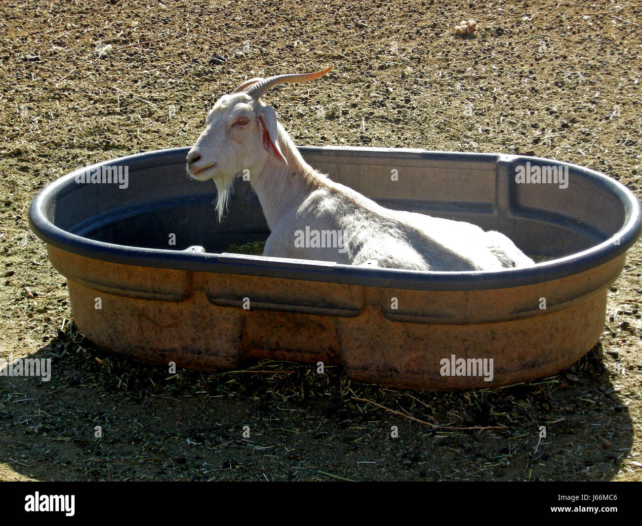 farm trough goat farm lambs sheep (pl.) trough shorn usa arizona ...