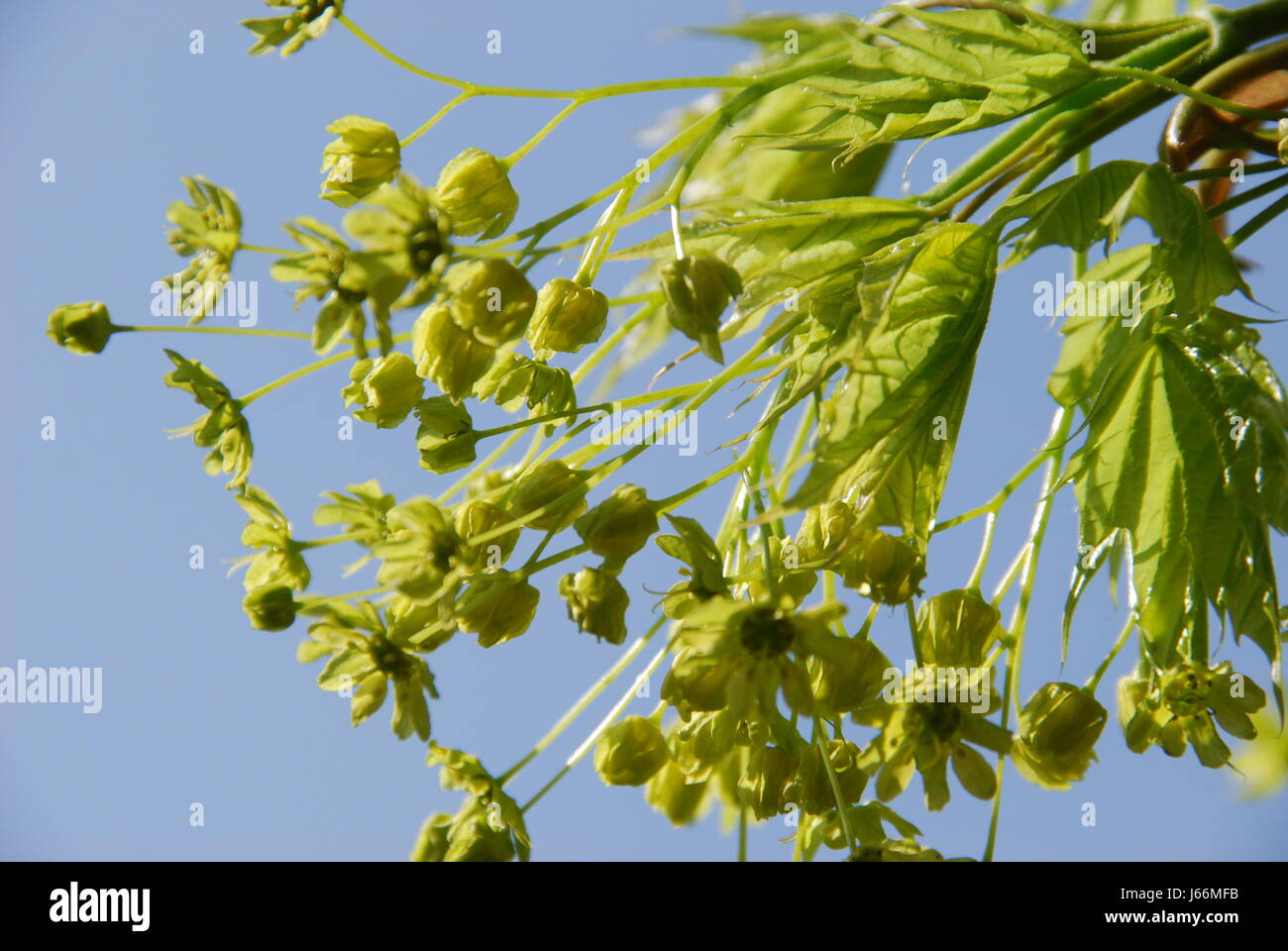 blossoms pollen maple hayfever bleed medicinal plant naturopathy ...