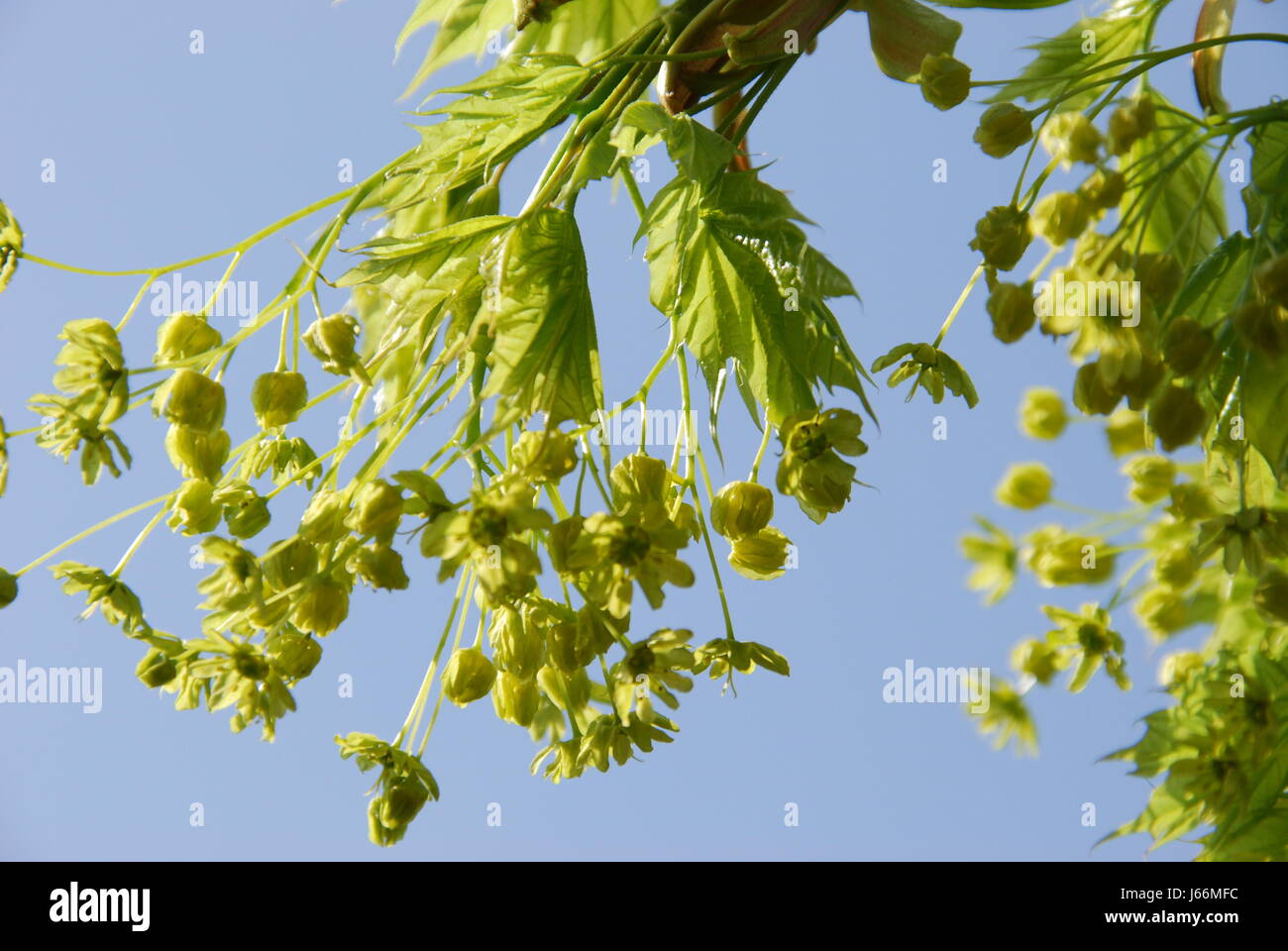 blossoms pollen maple hayfever bleed medicinal plant naturopathy ...