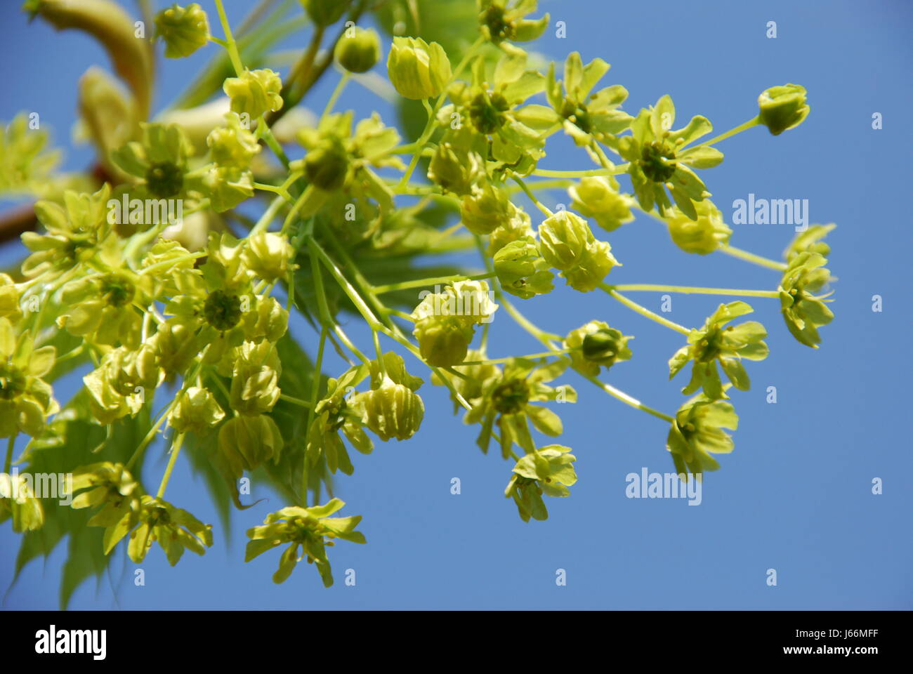 blossoms pollen maple hayfever bleed medicinal plant naturopathy ...