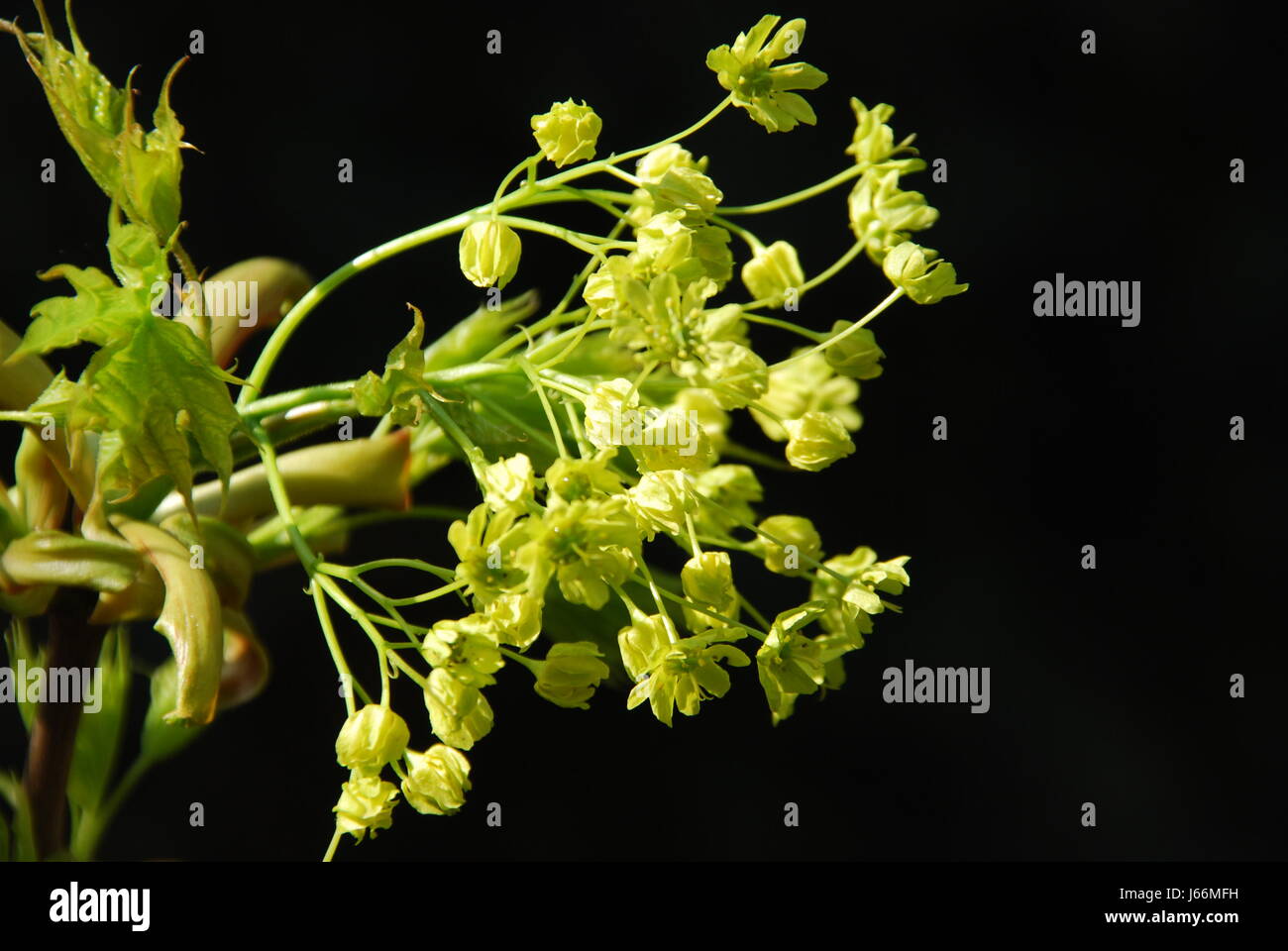 blossoms pollen maple hayfever bleed medicinal plant naturopathy ...
