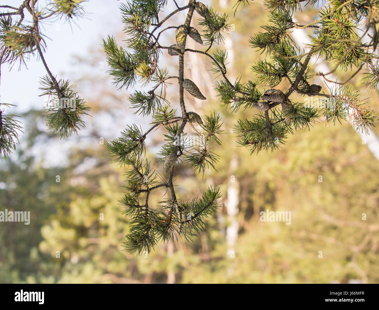 Closed pine cone hi-res stock photography and images - Alamy