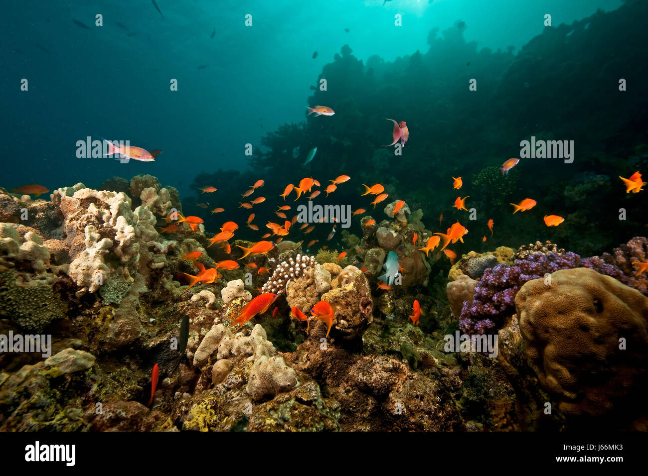 sunlight underwater tropical reef shine shines bright lucent light ...