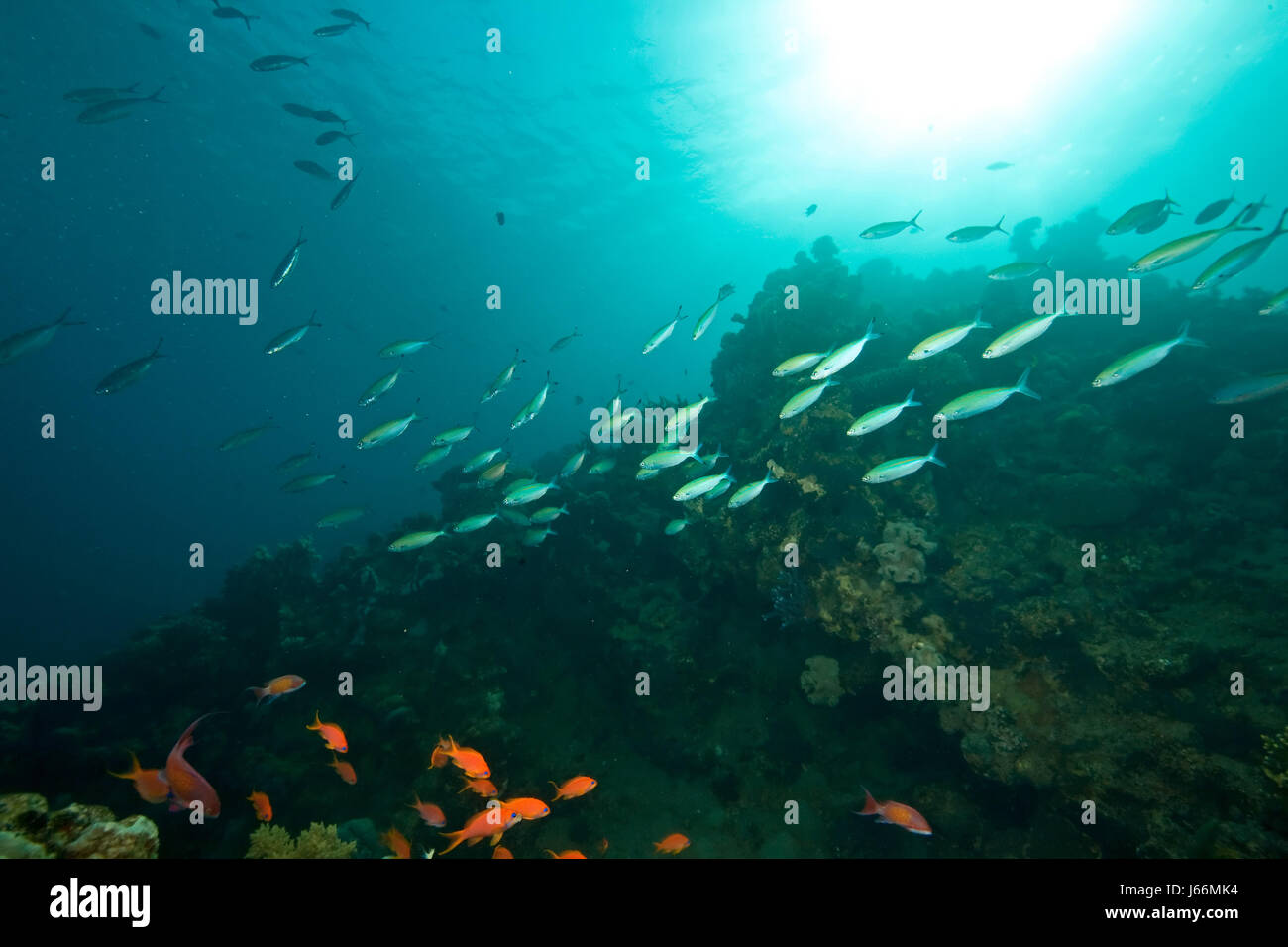 sunlight underwater tropical reef shine shines bright lucent light ...