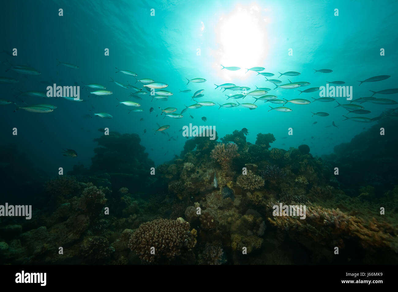 sunlight underwater tropical reef shine shines bright lucent light ...