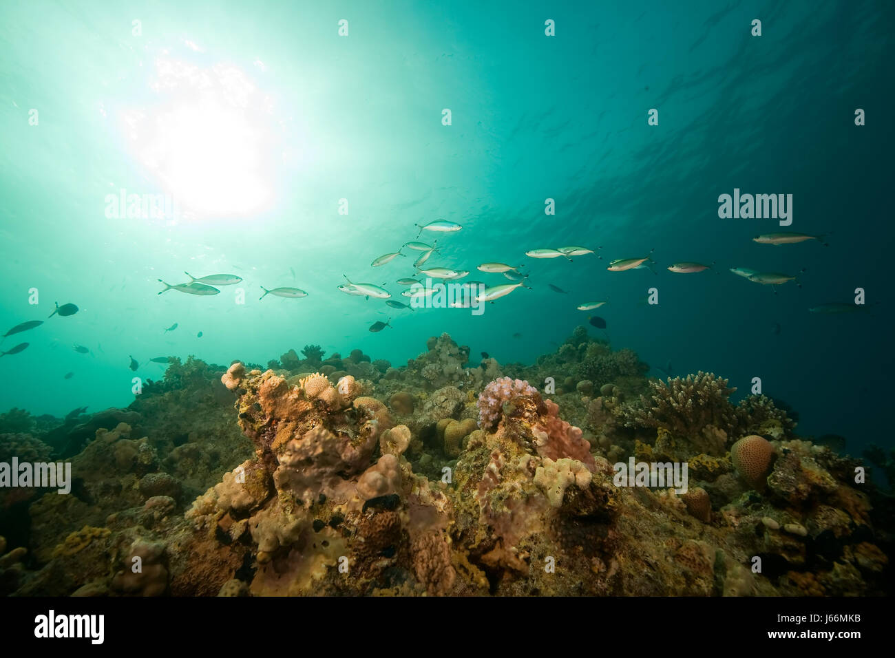 sunlight underwater tropical reef shine shines bright lucent light ...