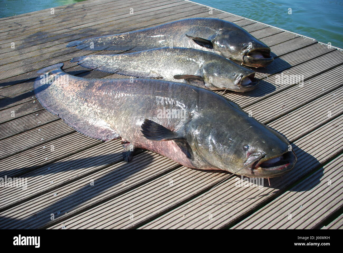 Glanis hi-res stock photography and images - Alamy