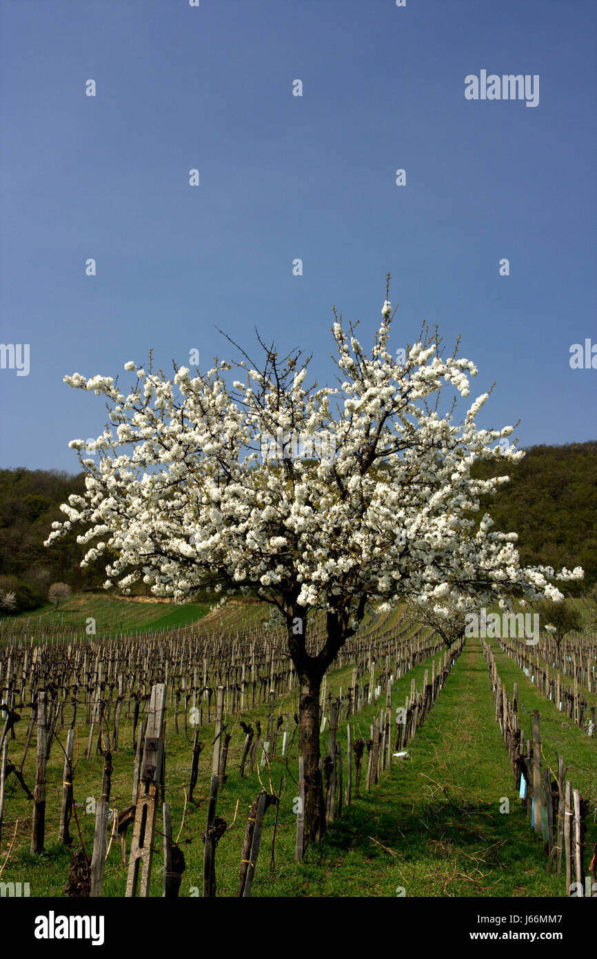 tree green blossoms spring cherries bleed shine shines bright lucent ...
