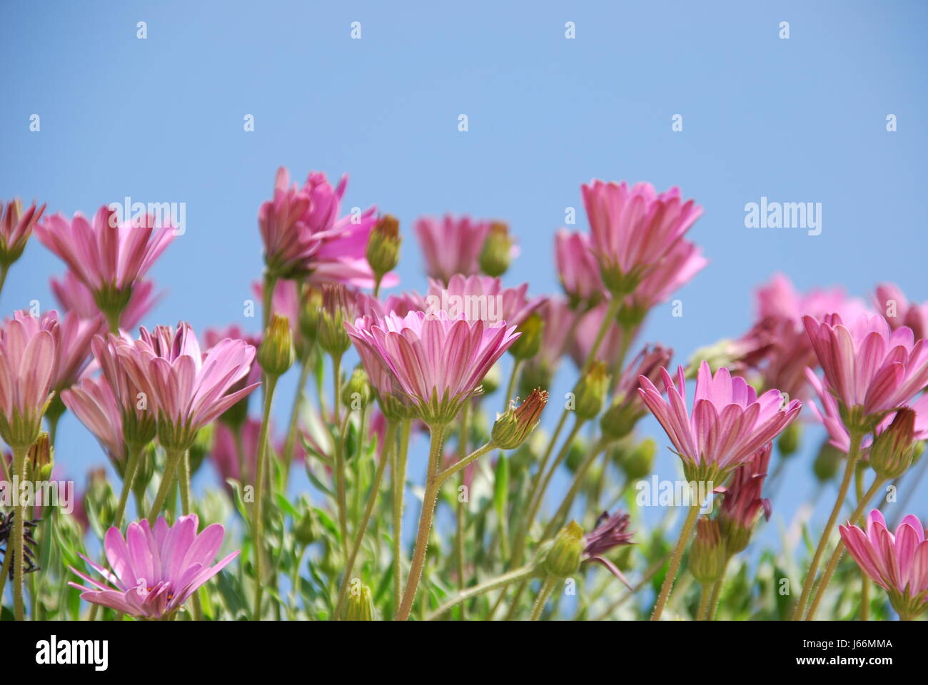 shrub firmament sky plant flower bloom blossom flourish flourishing ...