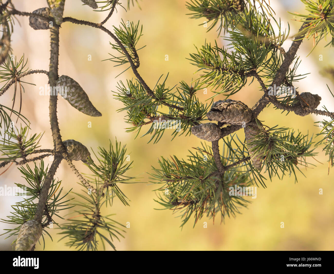 Closed pine cone hi-res stock photography and images - Alamy