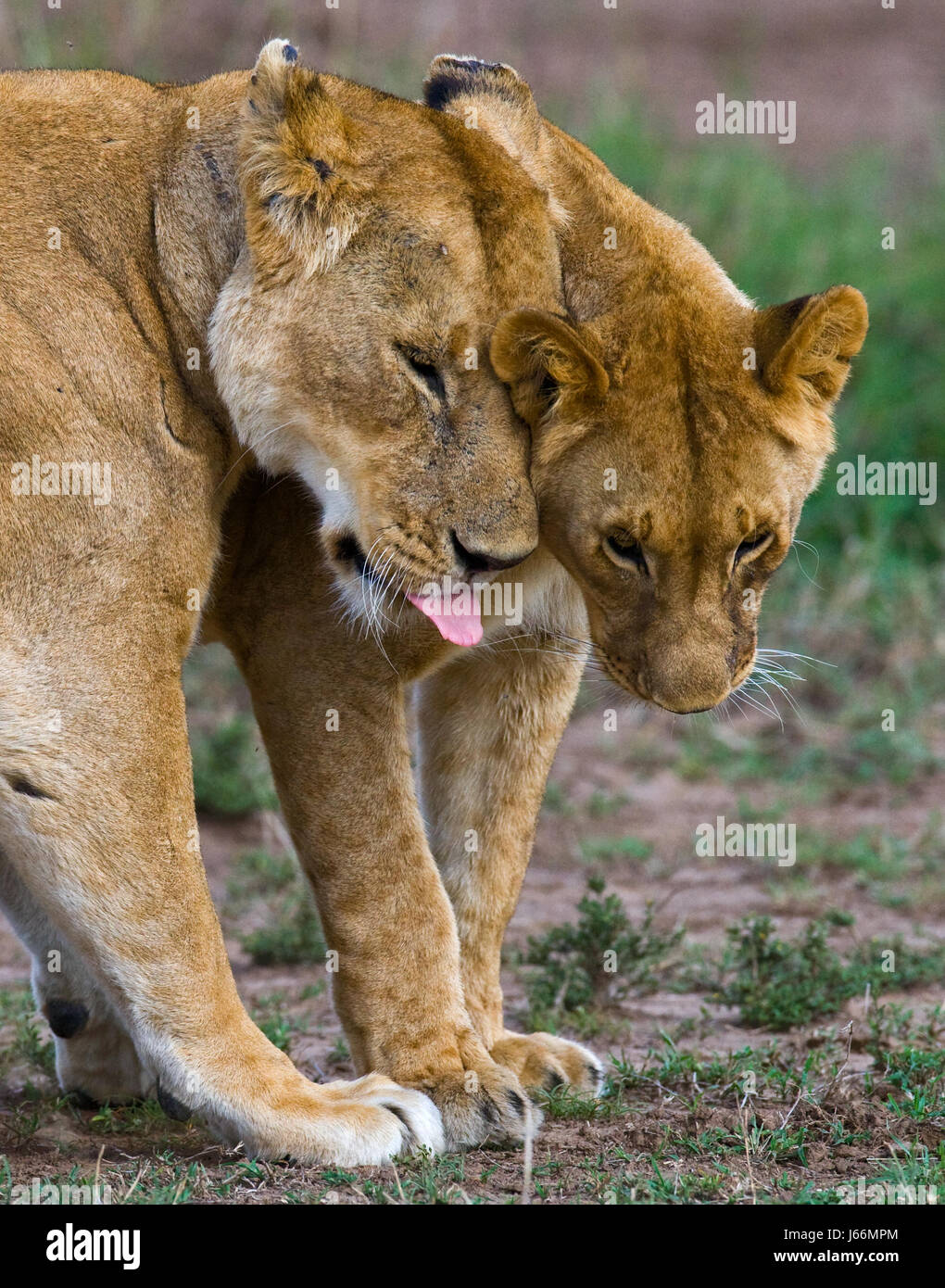 The lion and other beasts hi-res stock photography and images - Alamy