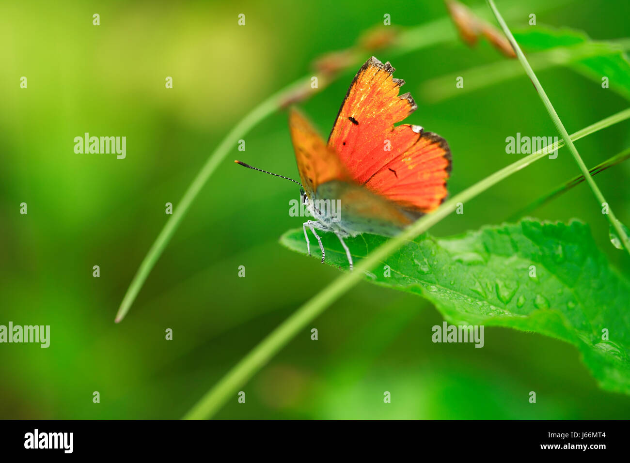 Nice small red butterfly on green grass with drops of water Stock Photo ...
