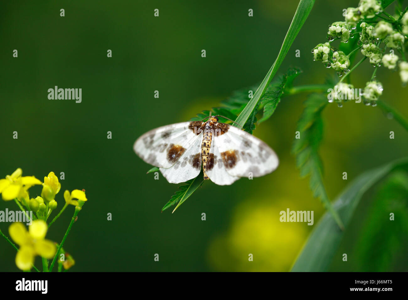 Little butterfly hi-res stock photography and images - Alamy