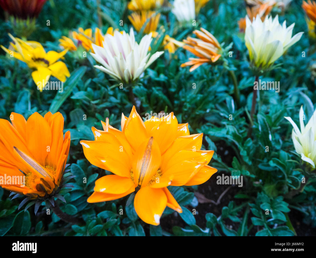 Beautiful array of colours Stock Photo - Alamy