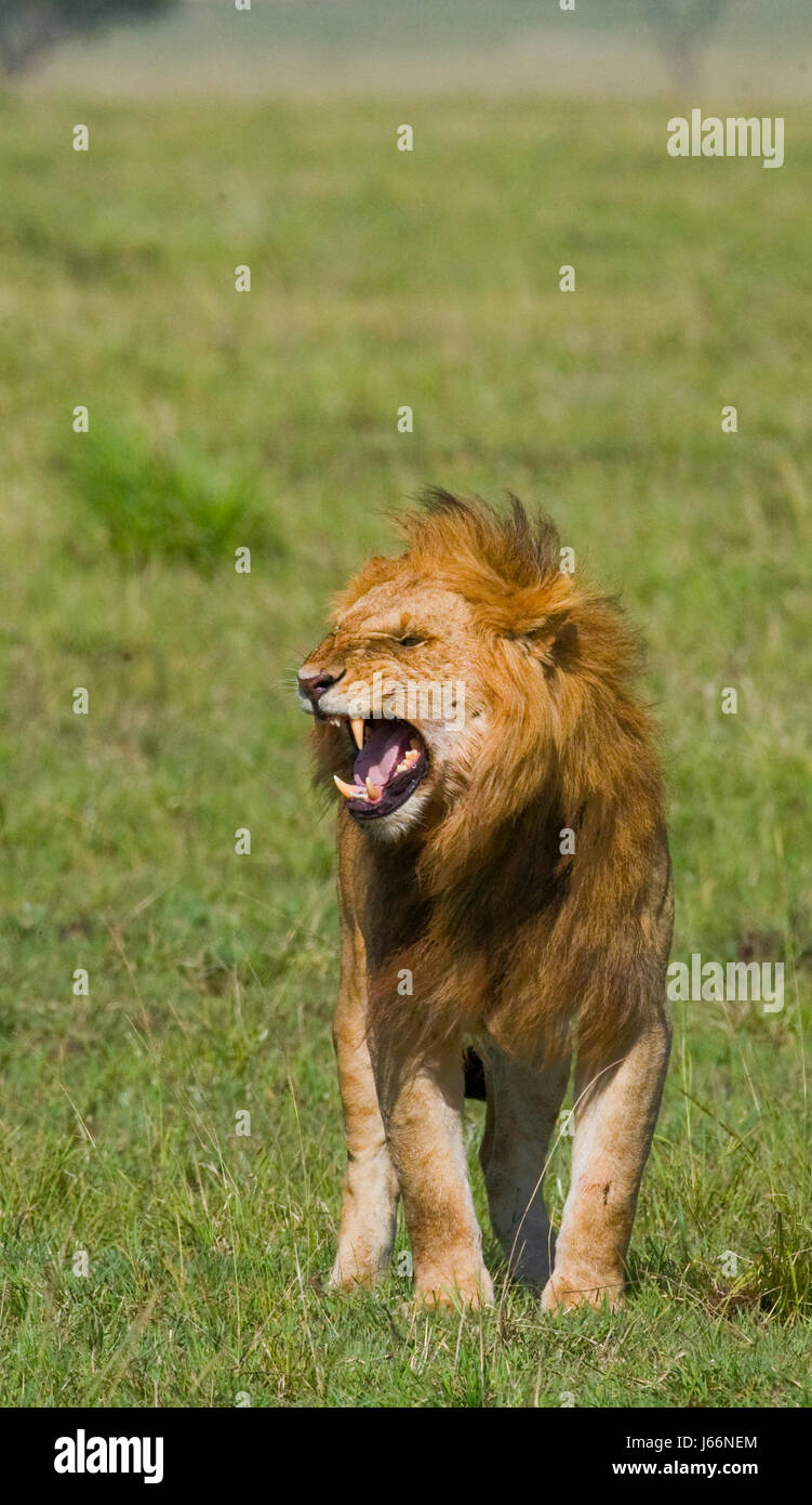 Big male lion standing in the savanna. National Park. Kenya. Tanzania ...