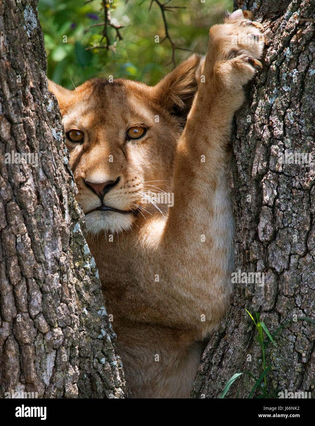 Young lion on a tree. National Park. Kenya. Tanzania. Masai Mara ...