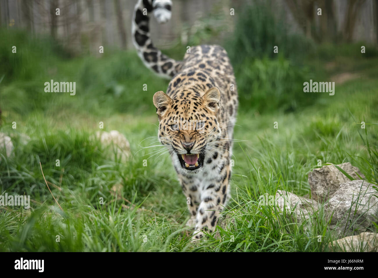 Snarling Amur Leopard Stock Photo - Alamy