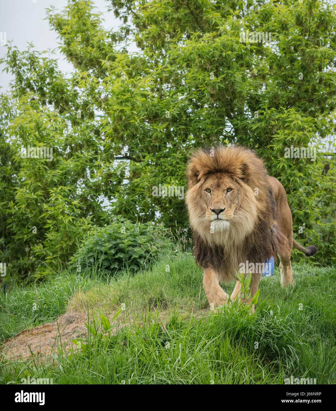 Male Lion Standing Stock Photo - Alamy